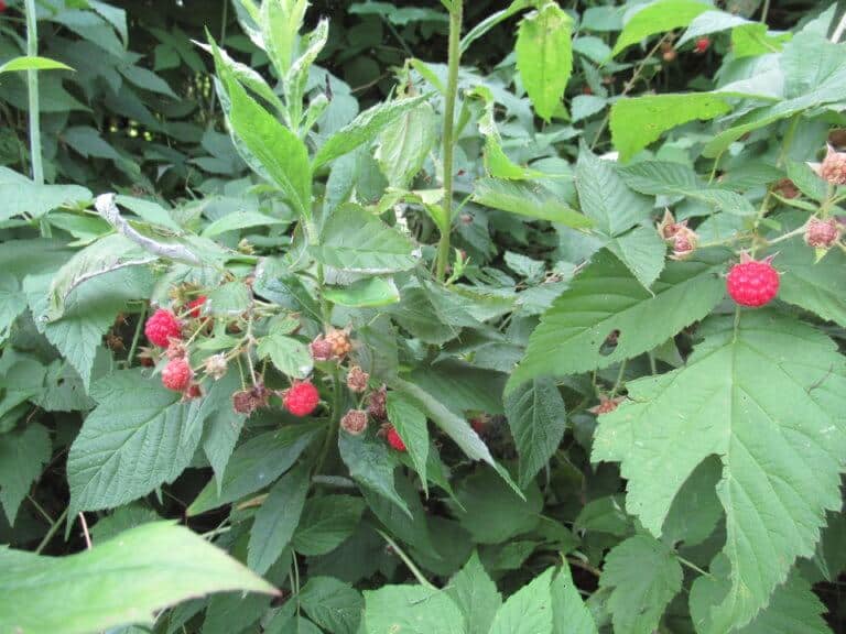 Raspberry Season - The Mountain Farmhouse