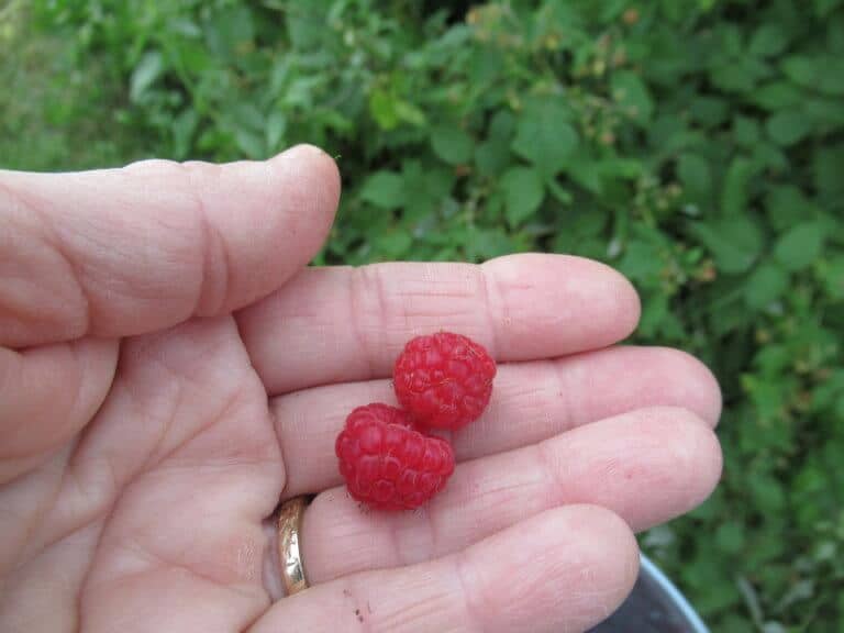Raspberry Season - The Mountain Farmhouse