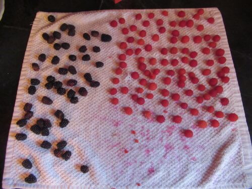 Raspberry Season - The Mountain Farmhouse