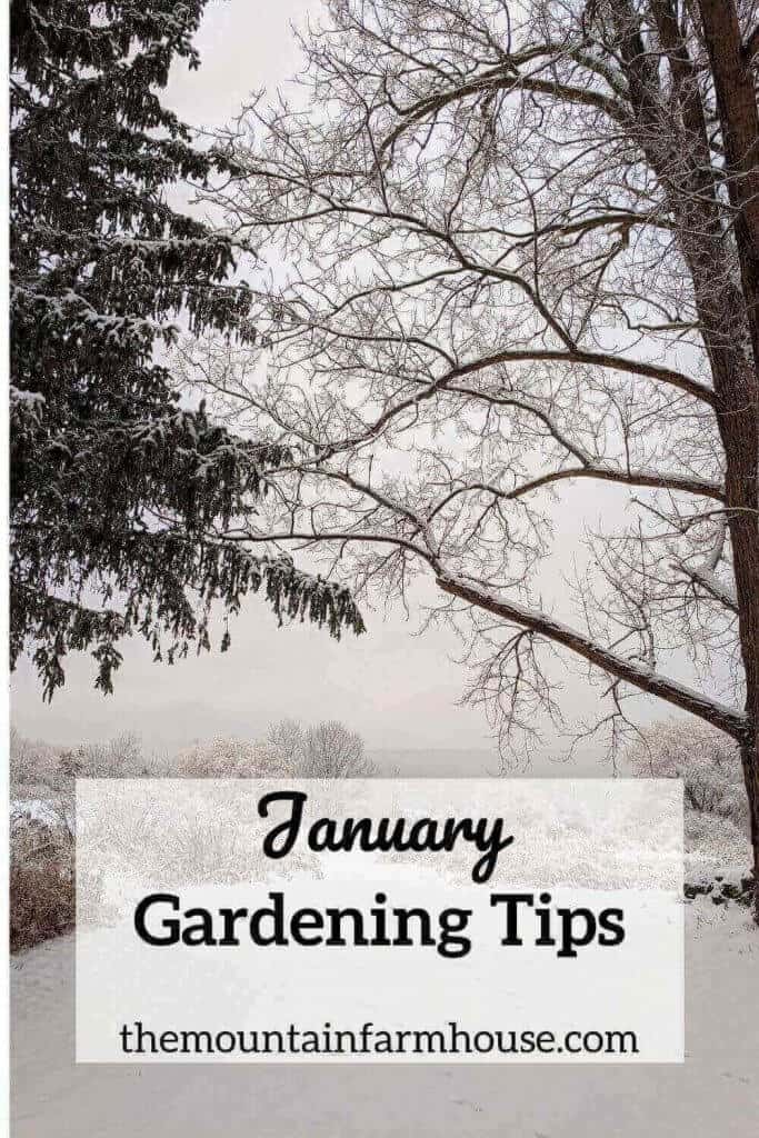 January Winter Gardening Tips - The Mountain Farmhouse