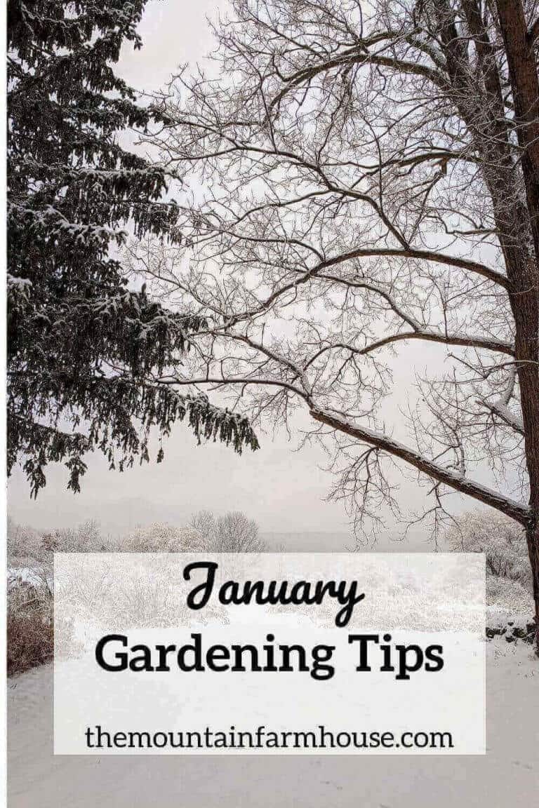 January Winter Gardening Tips - The Mountain Farmhouse