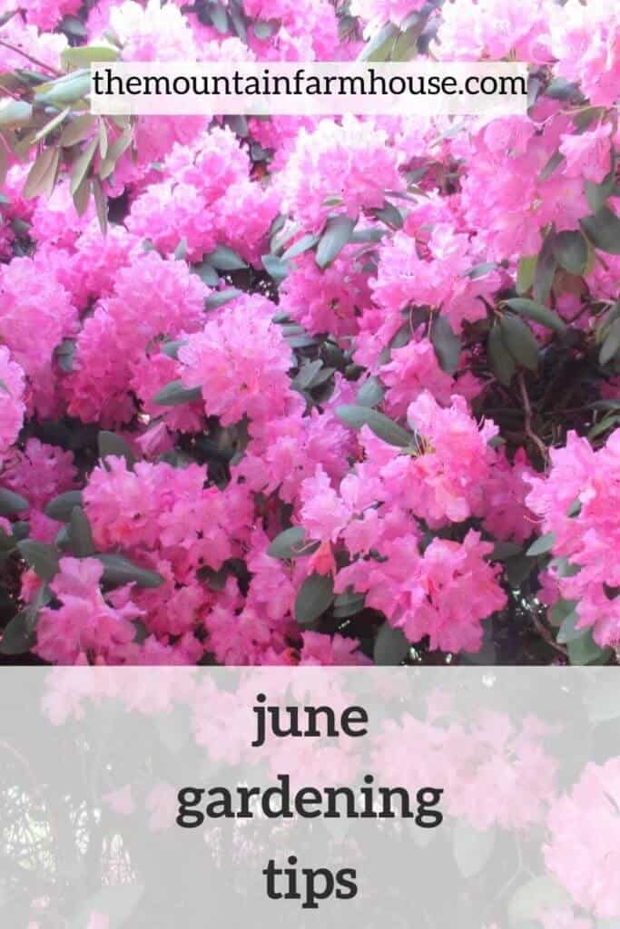 June Gardening Tips - The Mountain Farmhouse