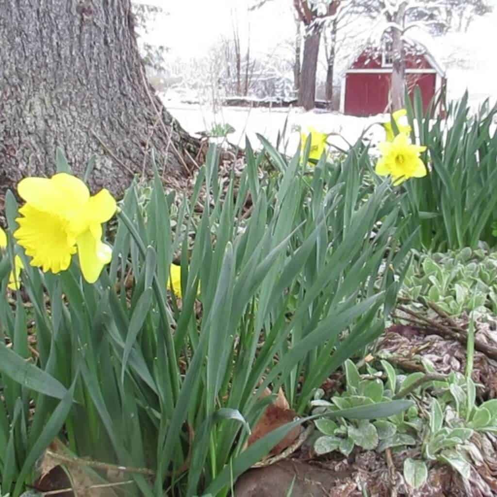 February Garden Tour - The Mountain Farmhouse