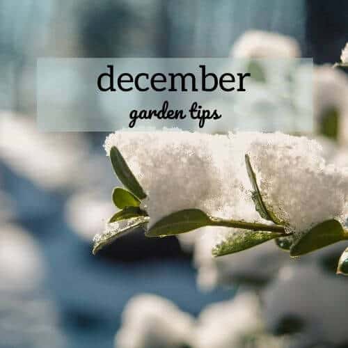 December Garden Tips - The Mountain Farmhouse
