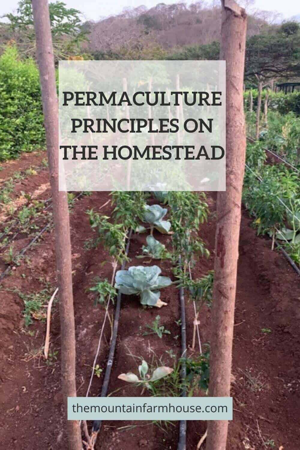 Permaculture Principles on the Homestead - The Mountain Farmhouse