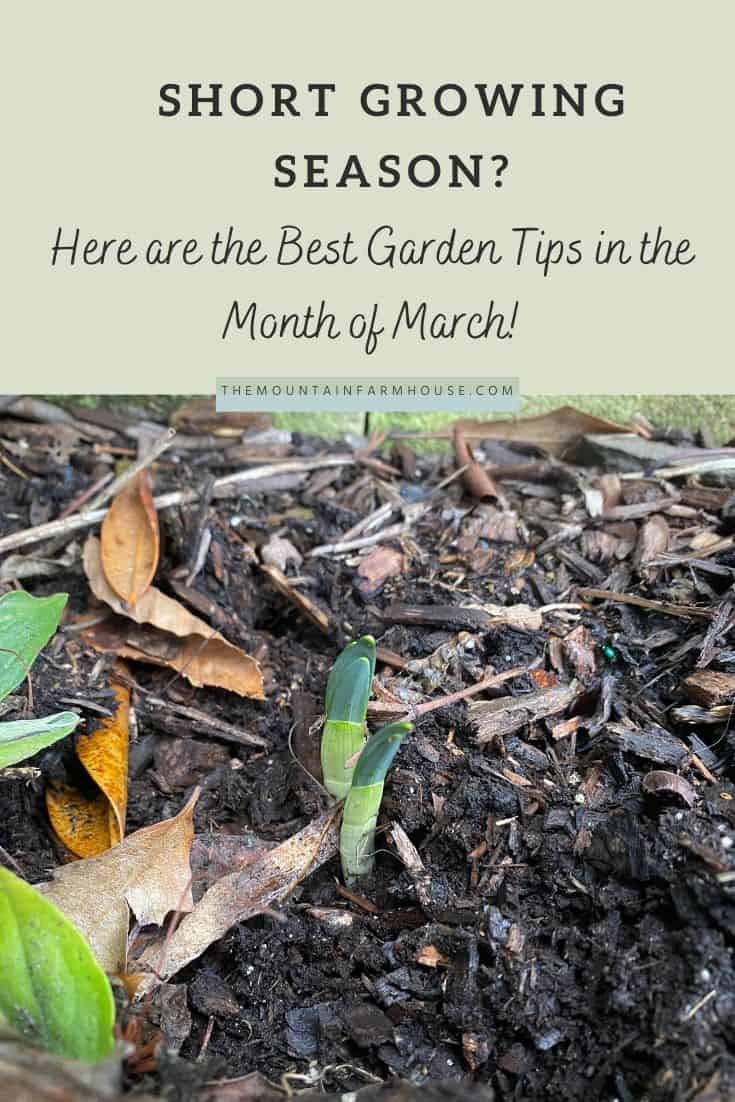 8 Foolproof Ways to Give Your Garden a Boost in March - The Mountain ...